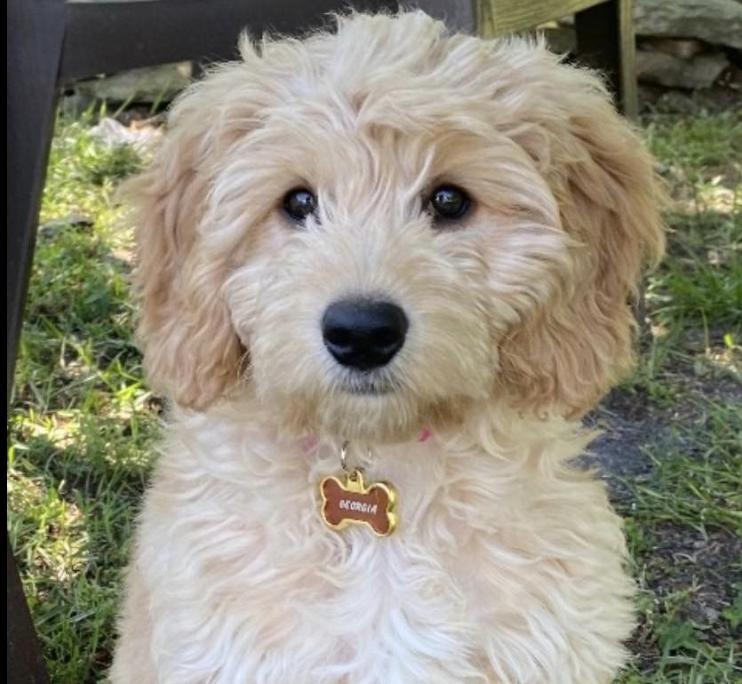 Mini Doodles of Murfreesboro in Tennessee | Double Doodle puppies ...