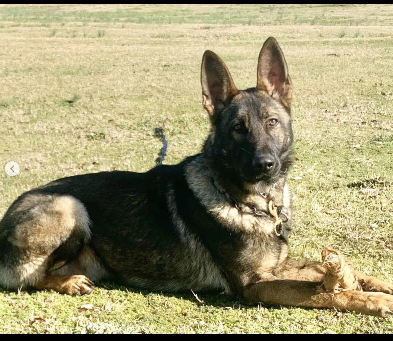 Lynn Geier in Georgia | German Shepherd puppies | Good Dog