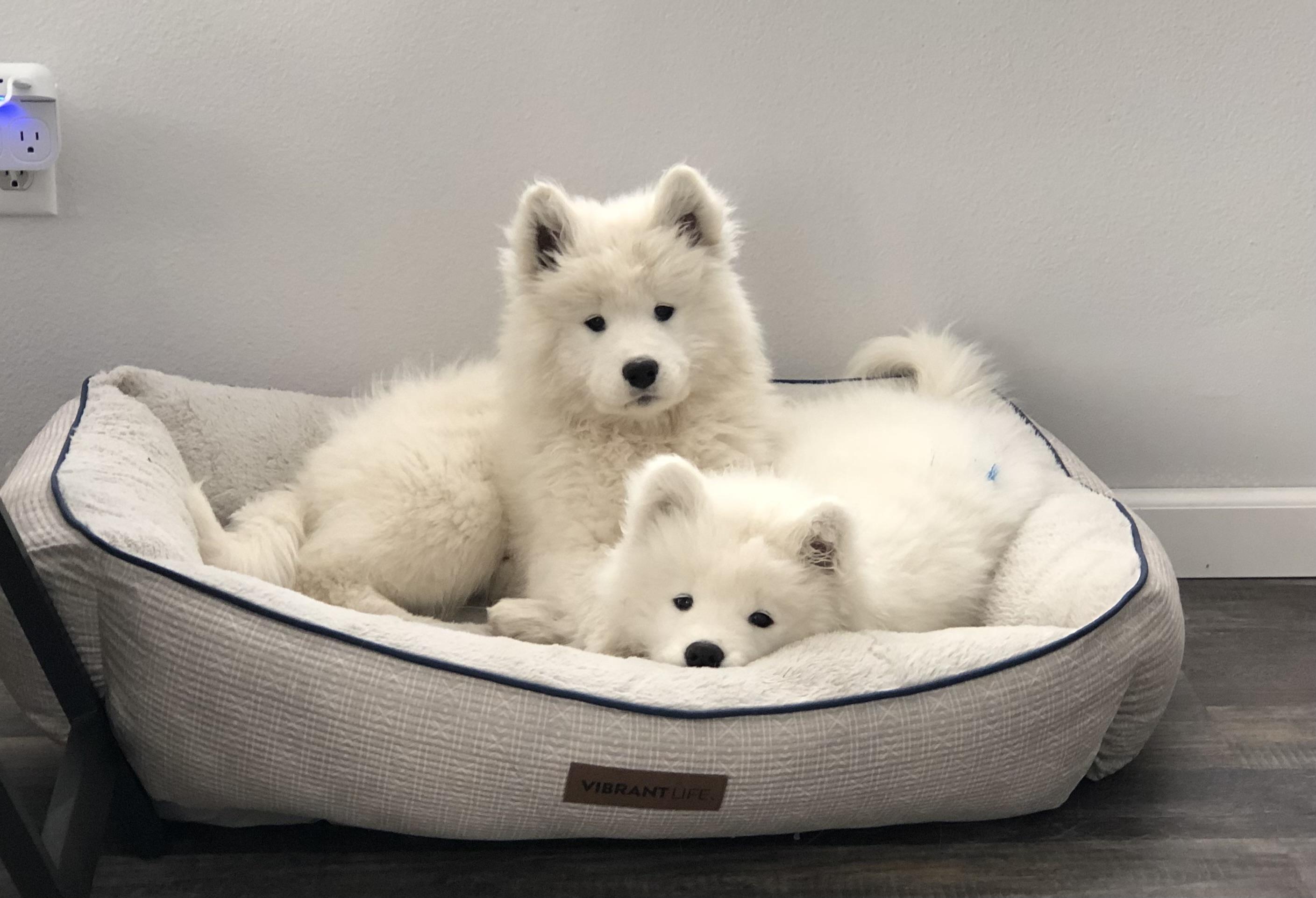 HaleStorm Samoyeds in Alaska | Samoyed puppies | Good Dog
