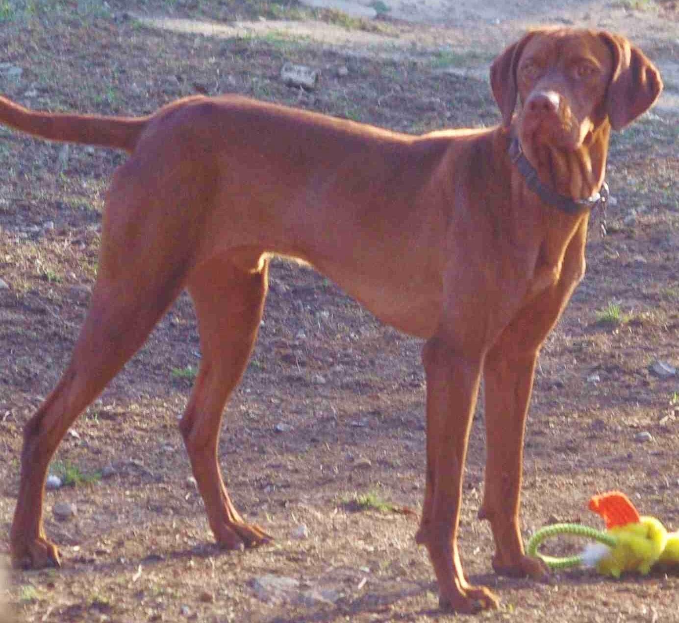 Roz Vizslas in Texas | Vizsla puppies | Good Dog