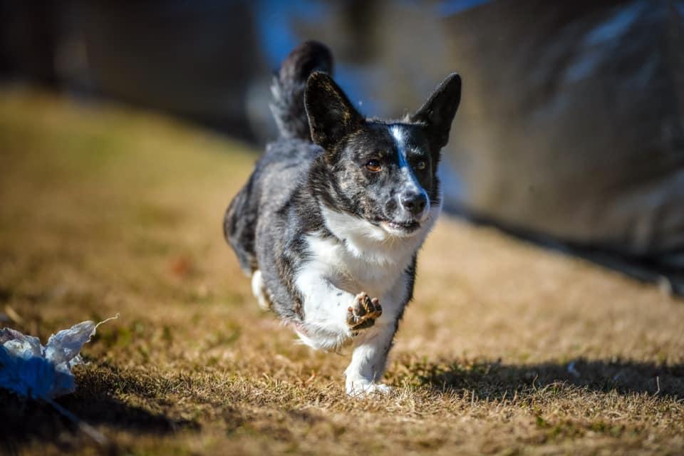 Patrick Ormos' Corgis and Pekingese in Tennessee | Cardigan Welsh Corgi ...