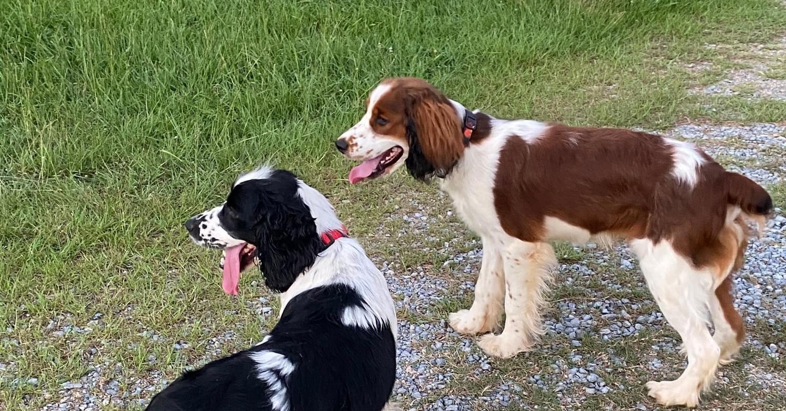 Blackberry Pond Springer Spaniels in Alabama | English Springer Spaniel ...