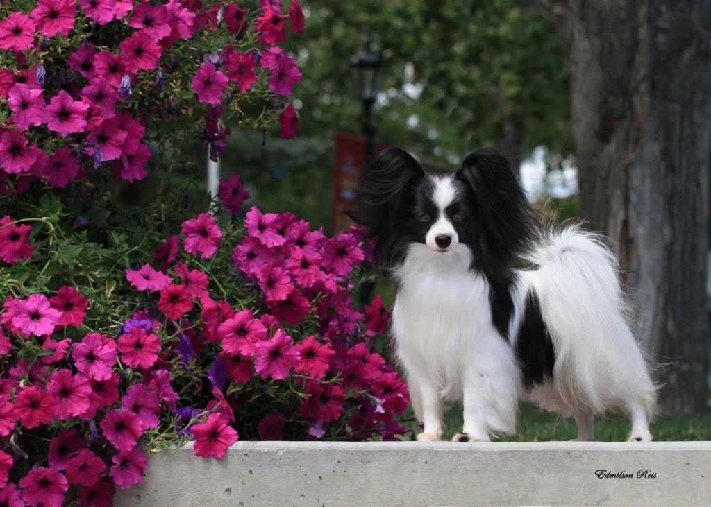 Paparazzi Papillons in Washington | Papillon puppies | Good Dog
