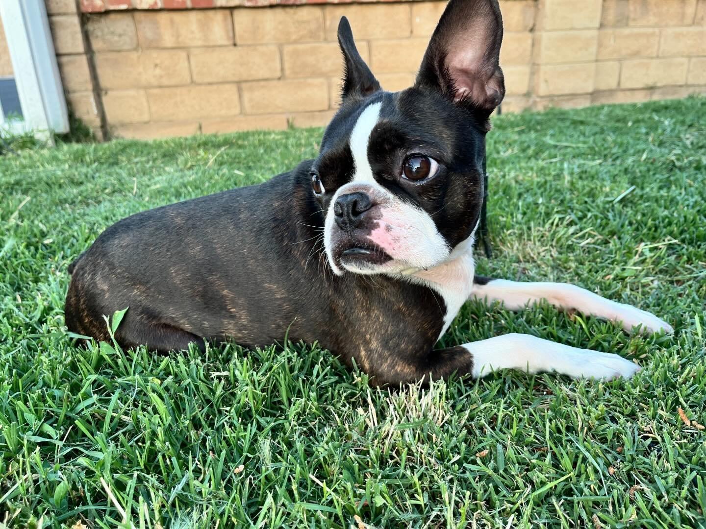 Dark Side of the Moon Boston Terriers in California | Boston Terrier ...