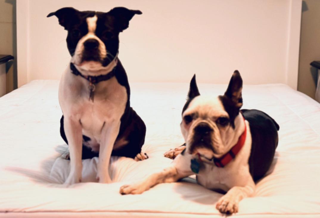 Wheelers Dash Dog Boston Terriers in Oregon | Boston Terrier puppies ...