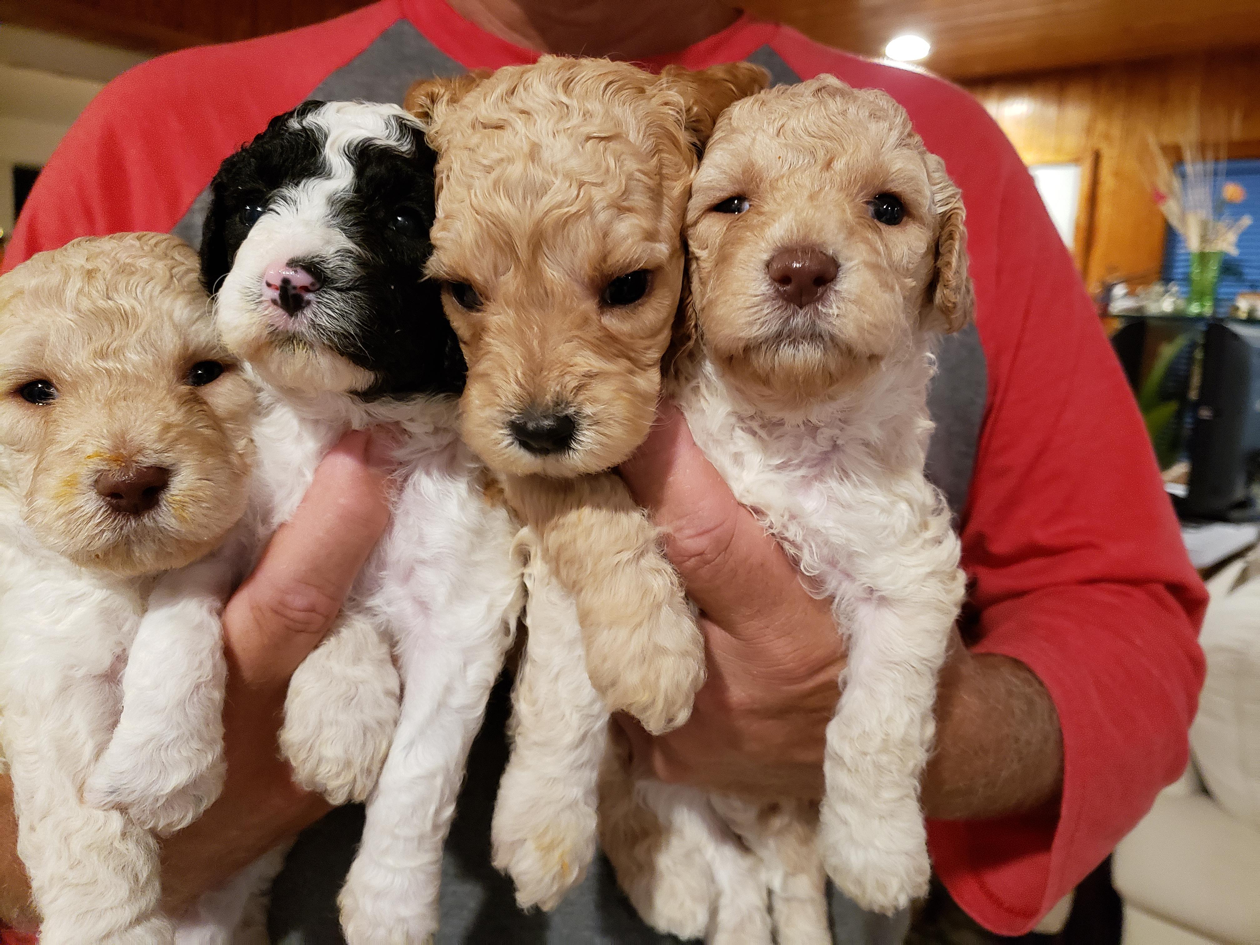 Bristol Mine Kennels in Virginia | Labradoodle and Aussiedoodle puppies ...