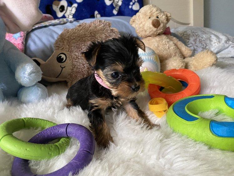 Pixiedust Fur-Babies in Florida | Biewer Terrier puppies | Good Dog