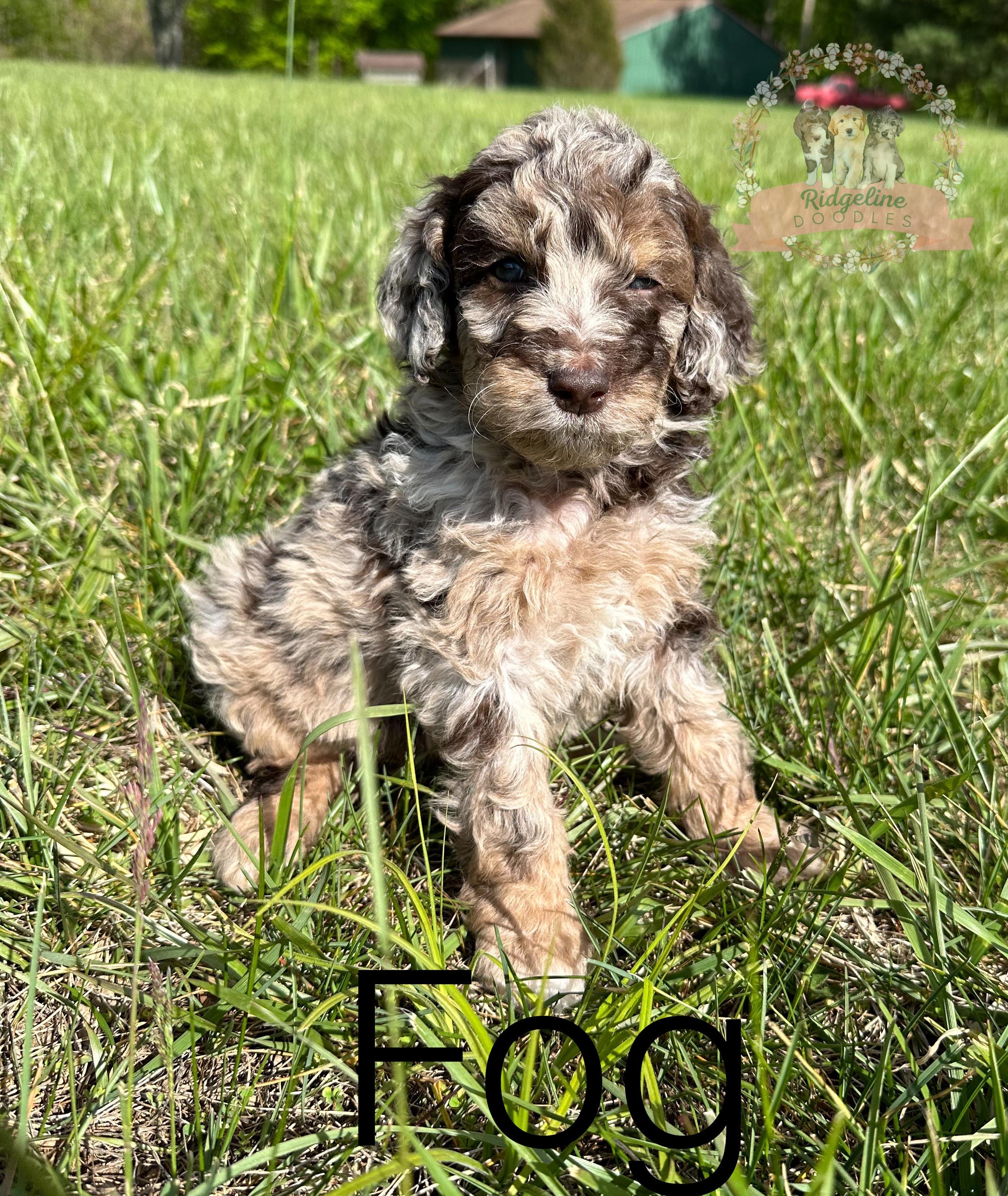 Ridgeline Doodles in Indiana | Aussiedoodle and Australian Mountain ...