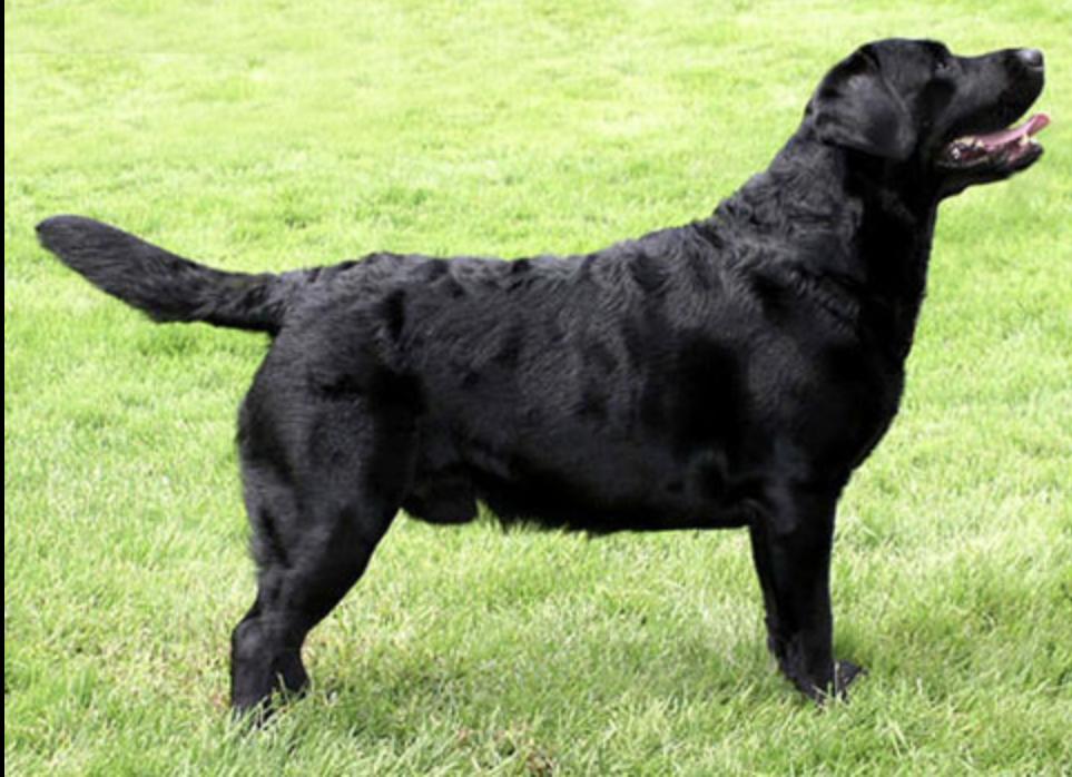 Cedarbay Labrador Retrievers in New Hampshire | Labrador Retriever ...