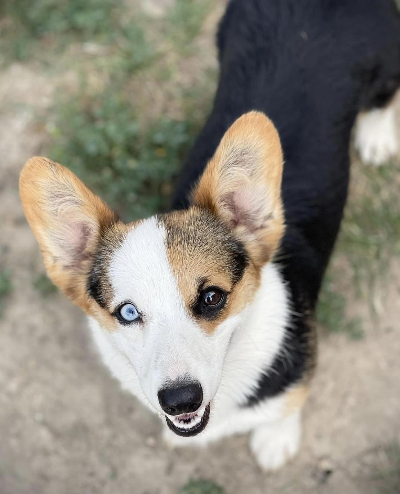 Wilder Ranch Corgis in California | Pembroke Welsh Corgi and American ...