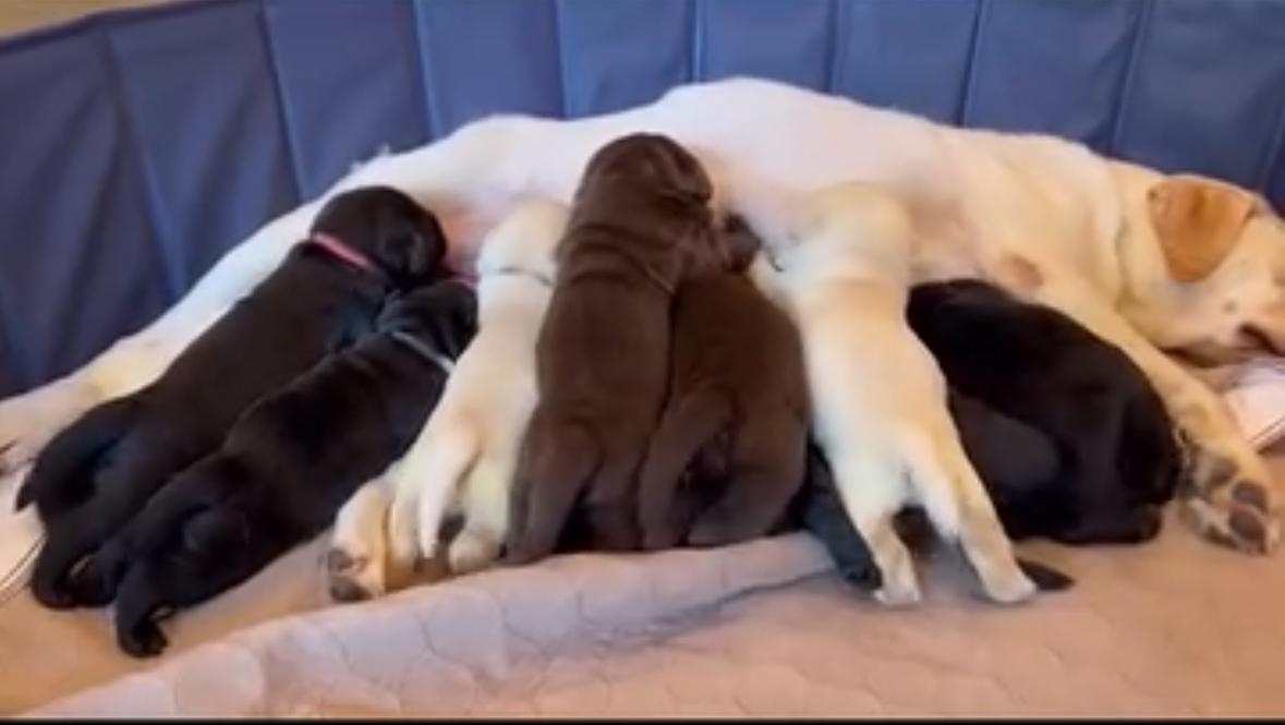Archer Lodge Labradors in North Carolina | Labrador Retriever puppies ...
