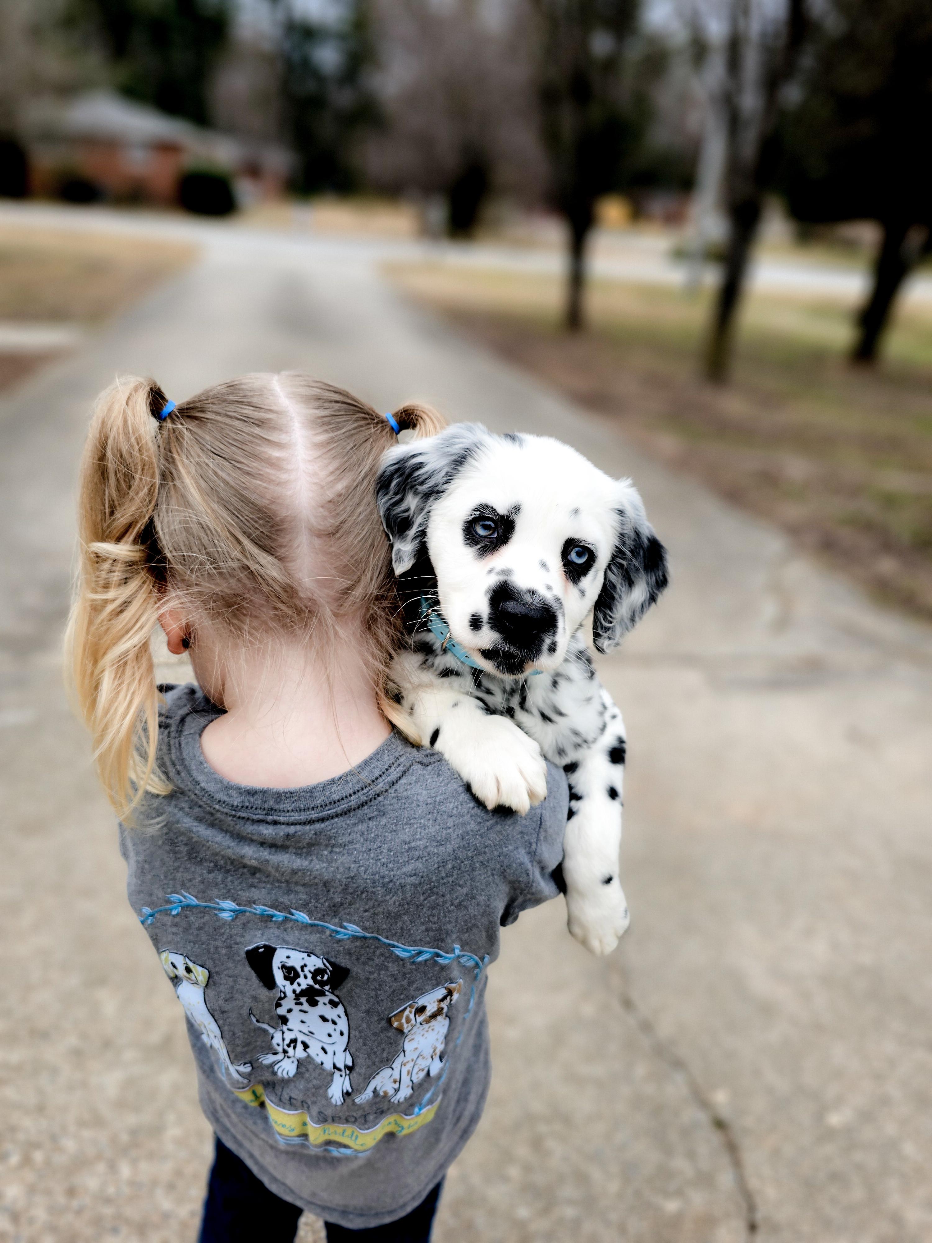 Fuller Spots in Georgia | Dalmatian puppies | Good Dog