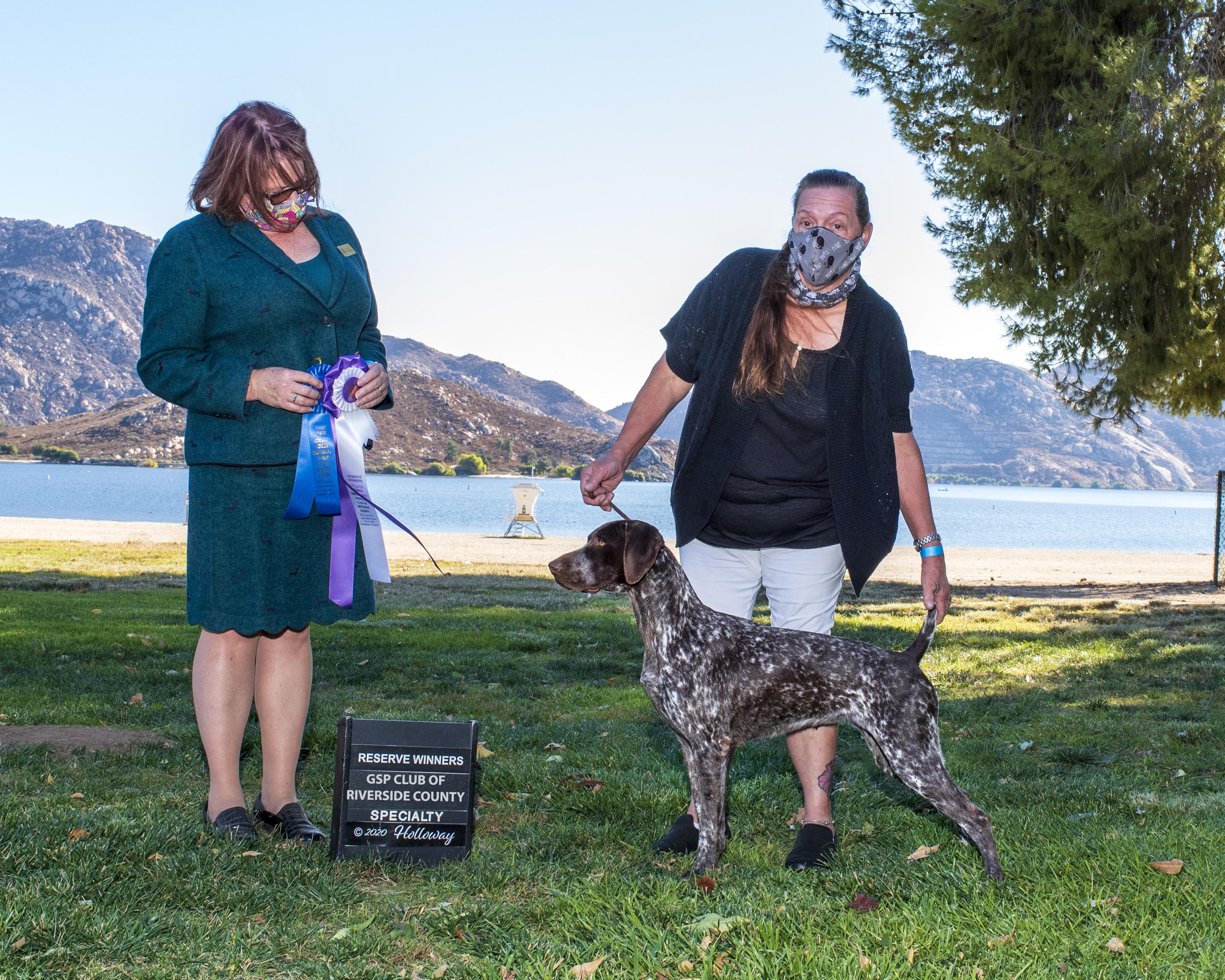 Desert Rose Kennel in California | German Shorthaired Pointer and ...