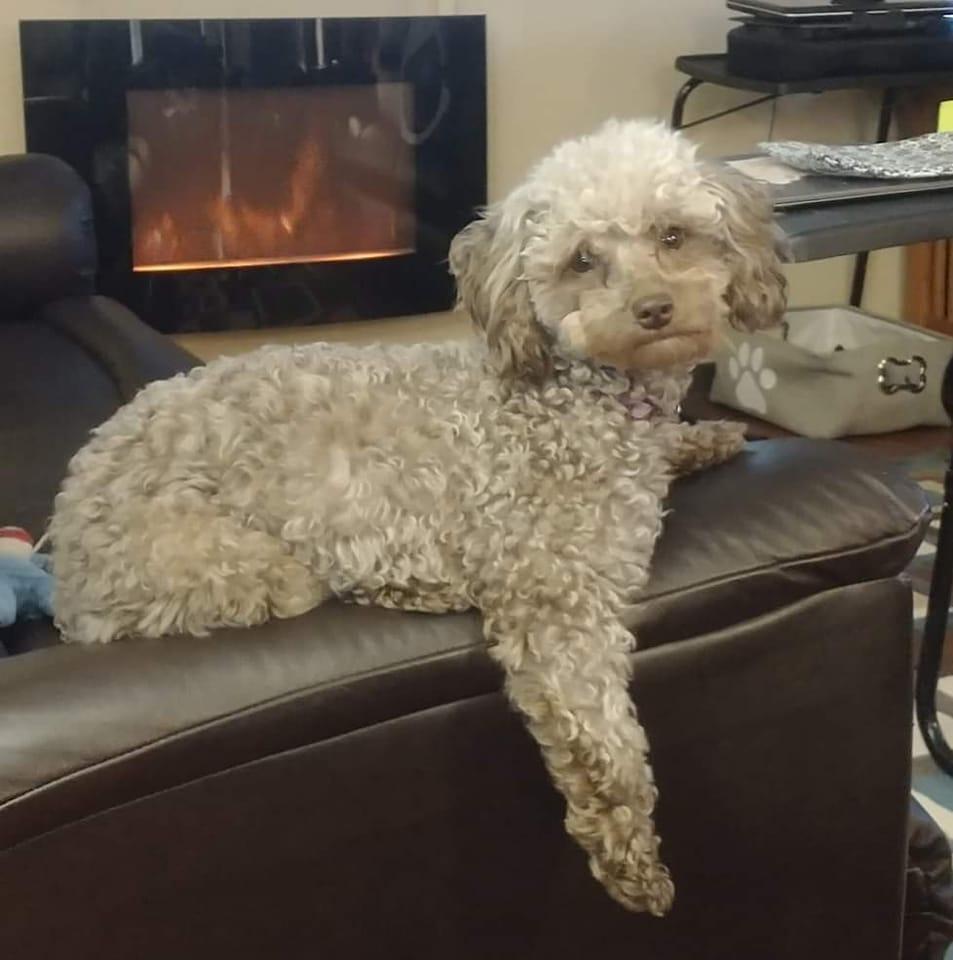 Winchester's Magic Yorkipoos & Poodles in Oklahoma | Poodle and ...