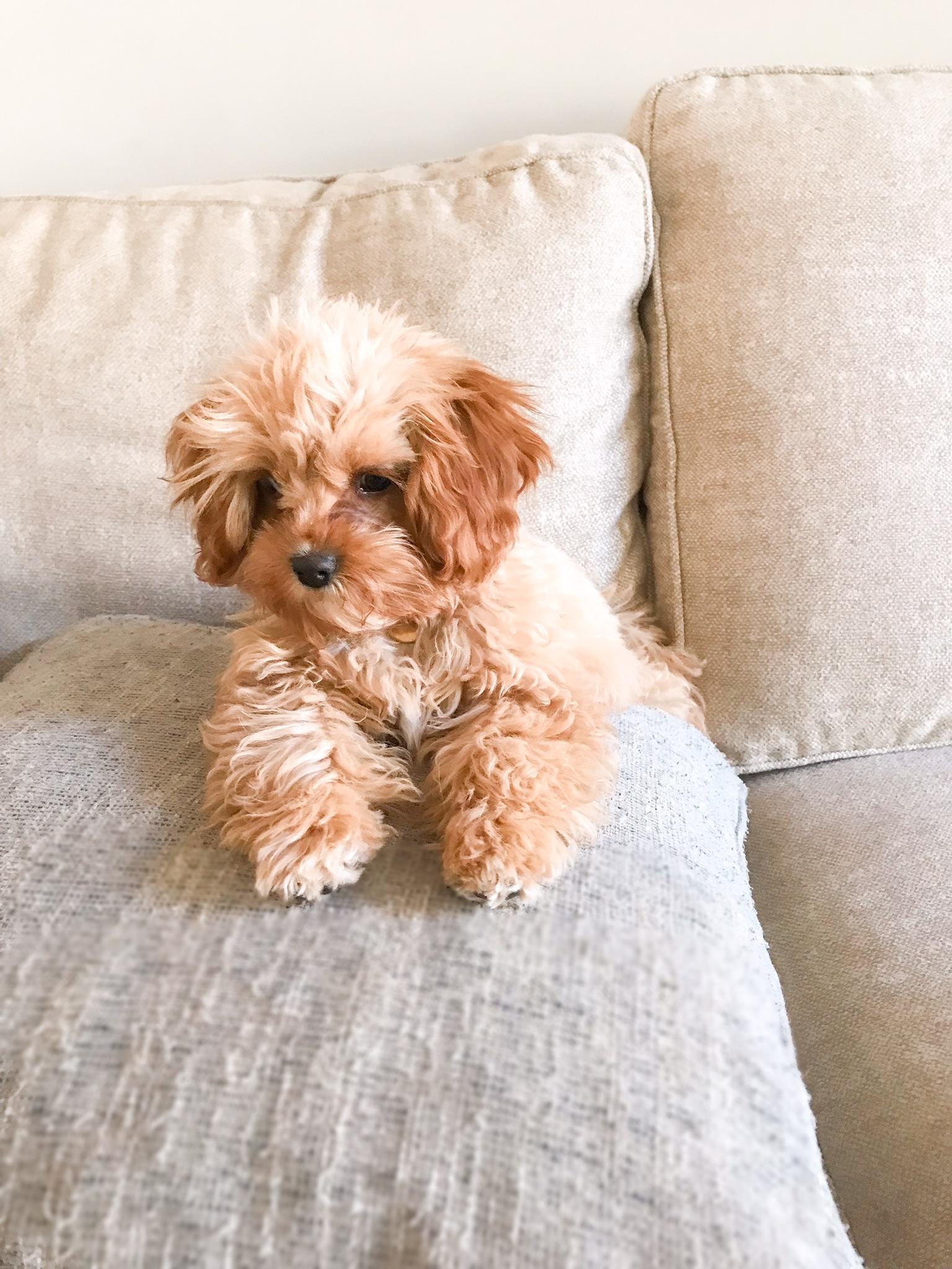 Cutiepie Cavapoos in South Carolina | Cavapoo and Poodle puppies | Good Dog