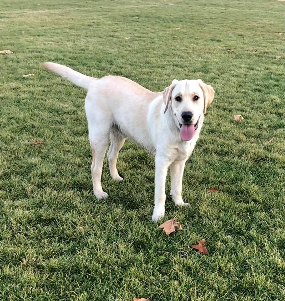KS Labradors in California | Labrador Retriever puppies | Good Dog