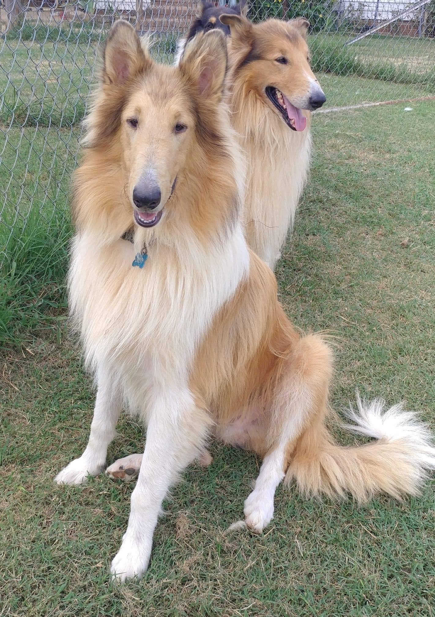 Country Haven Collies in South Carolina | Collie puppies | Good Dog