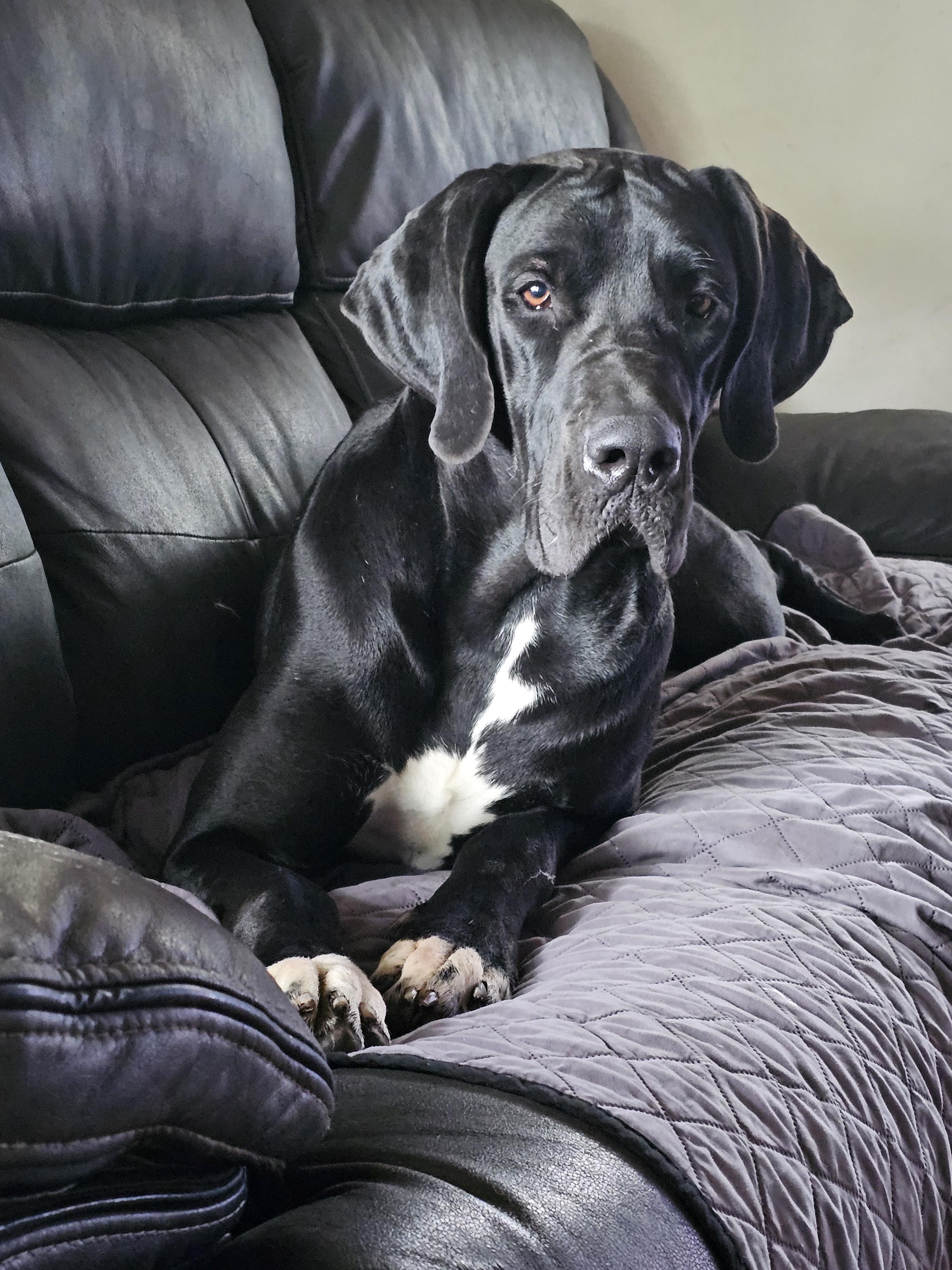 Phoenix's Legacy Great Danes in Michigan | Great Dane puppies | Good Dog