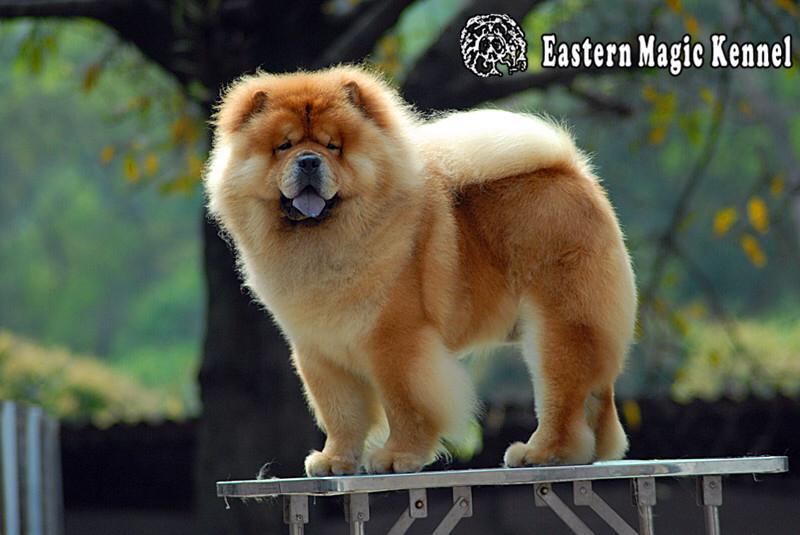 DesertMoon Chows in Oklahoma | Chow Chow puppies | Good Dog
