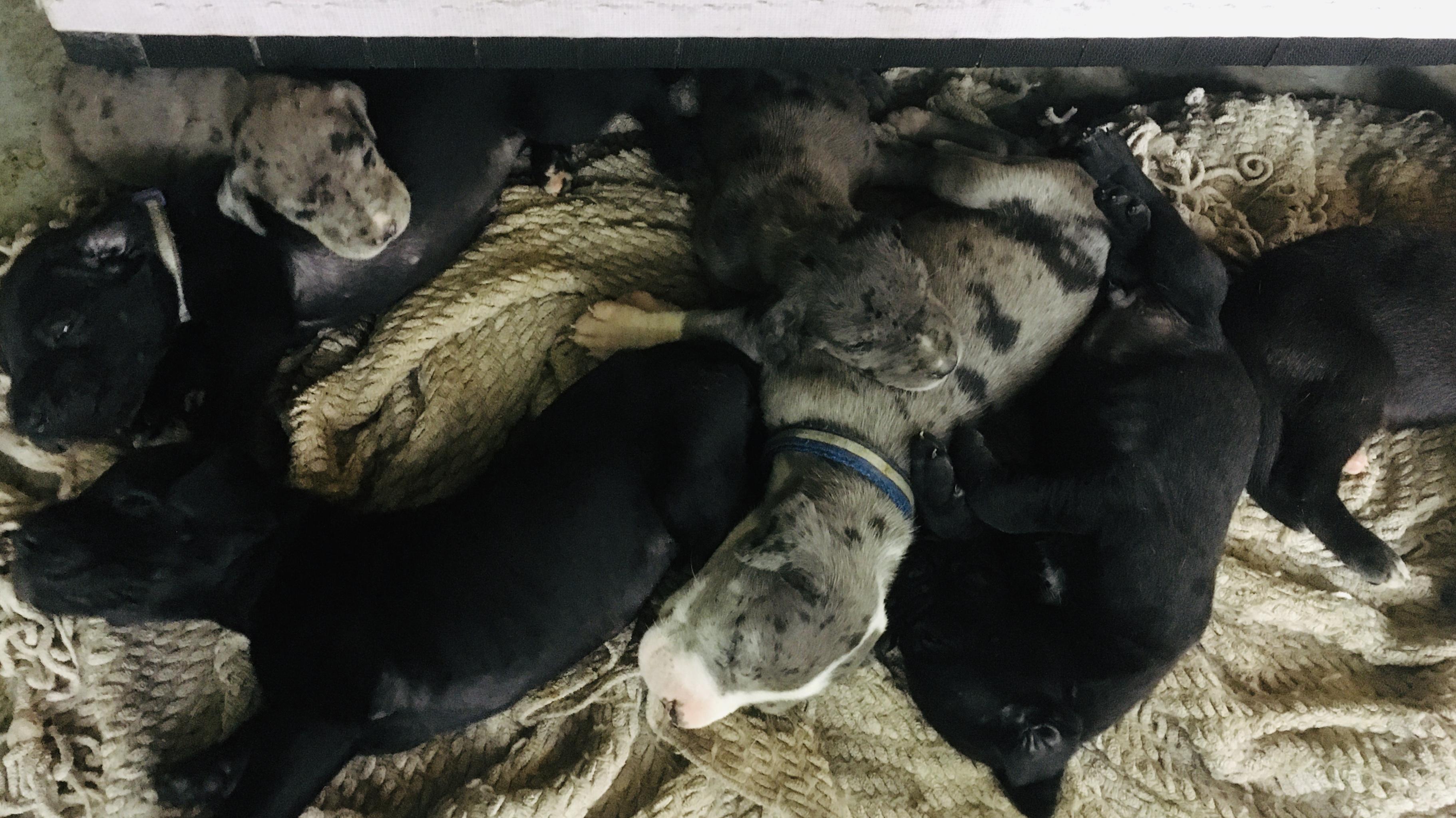 Double Doo Ranch in South Carolina | Great Dane puppies | Good Dog