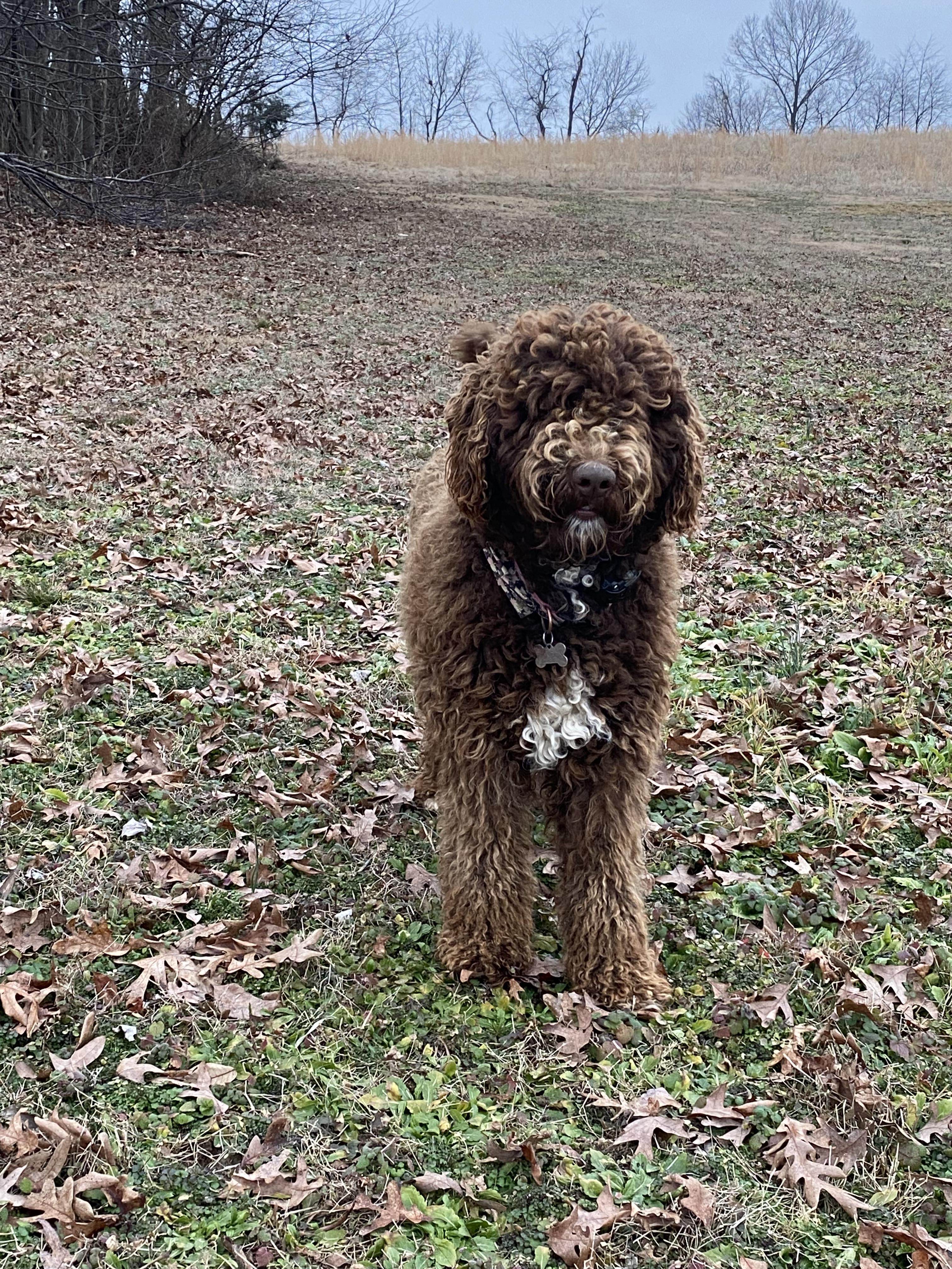 Frosty & Ginger Co Home of Doodles in Virginia | Bernedoodle ...