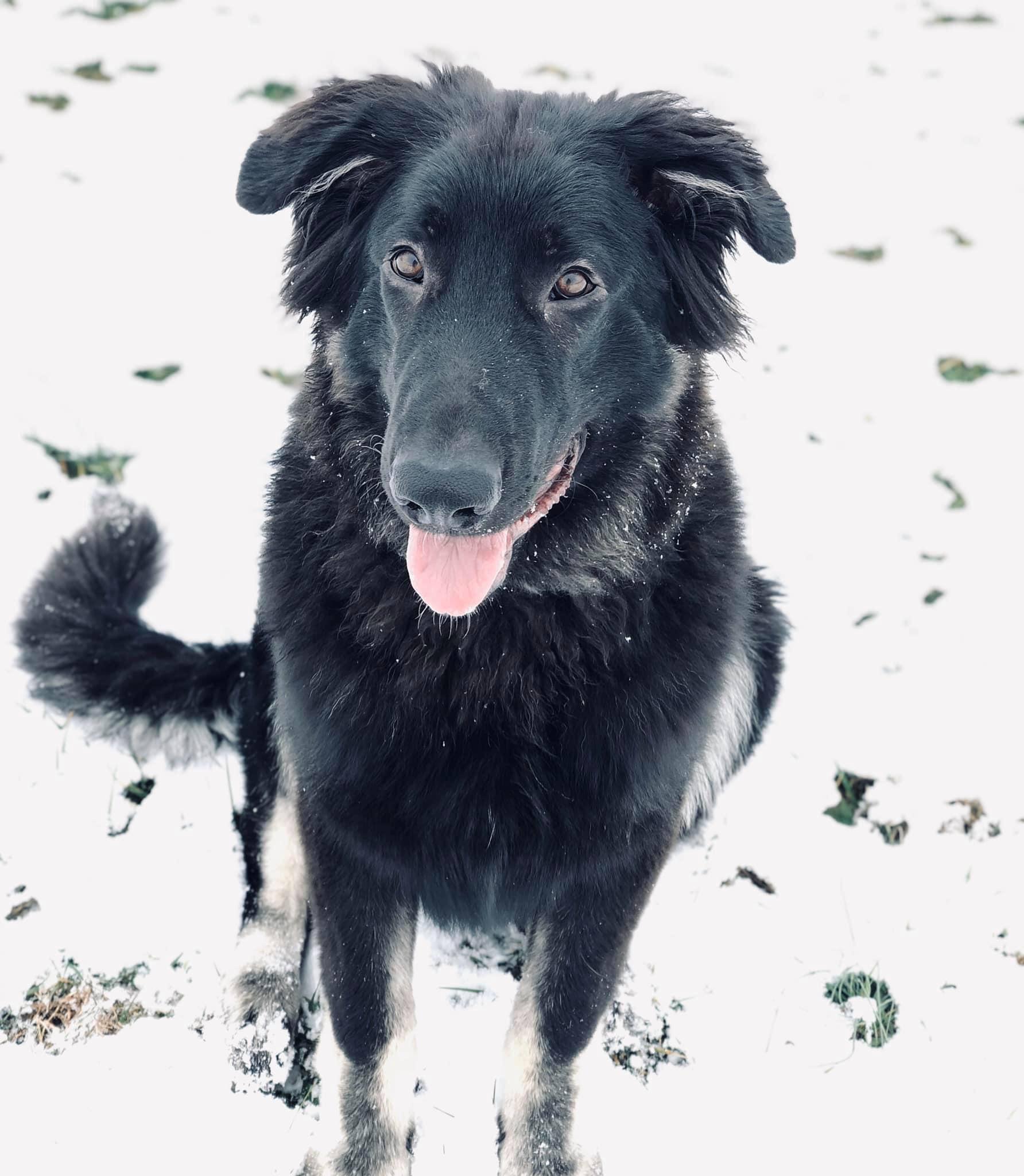 Middle Earth Shilohs in Kentucky | Shiloh Shepherd puppies | Good Dog