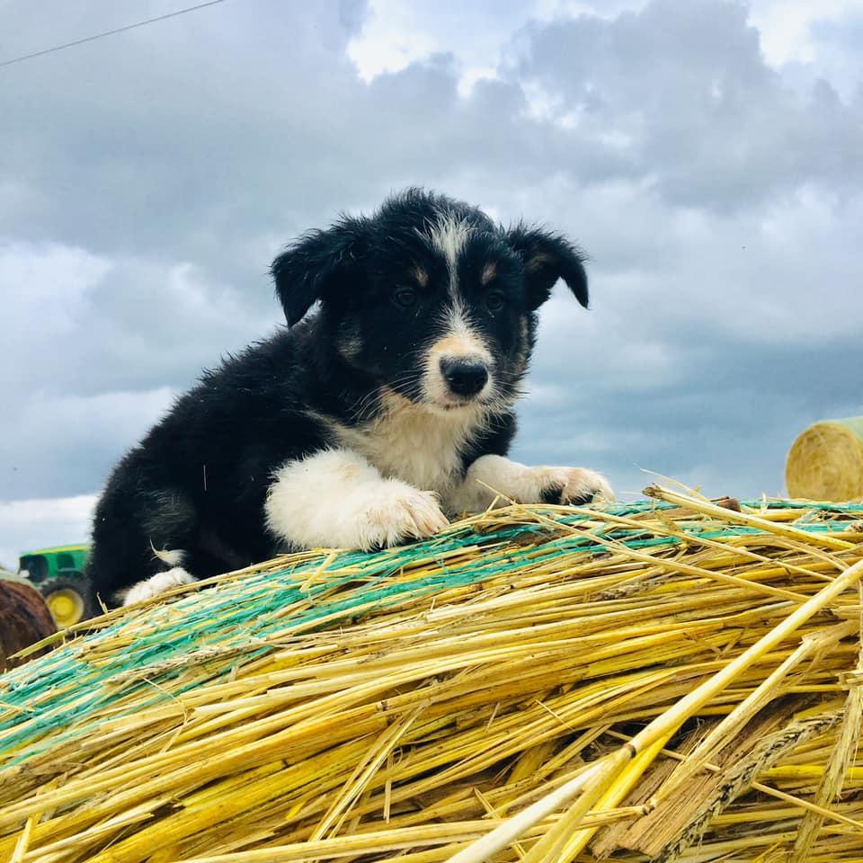 Rocking N Registered Border Collies & Labradors in Iowa | Border Collie ...
