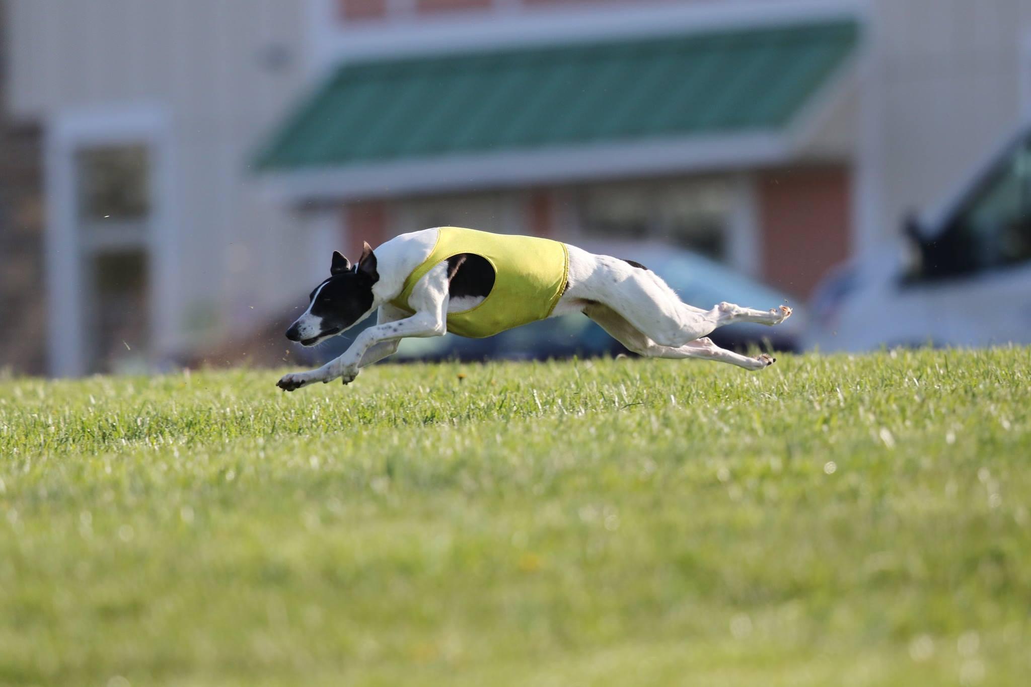 Dreamweaver Whippets in Virginia | Whippet puppies | Good Dog