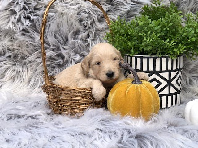 Beaver Springs Puppies in Oregon | Goldendoodle puppies | Good Dog