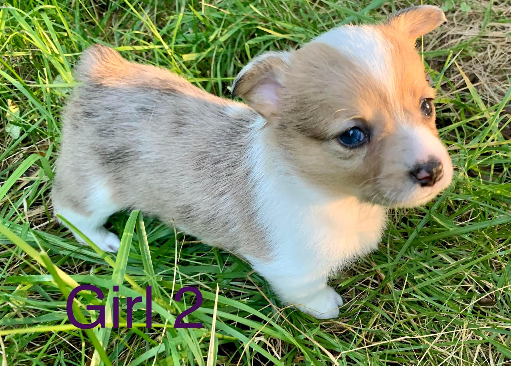 Summersville Corgis of Groves Farm in West Virginia | Pembroke Welsh ...