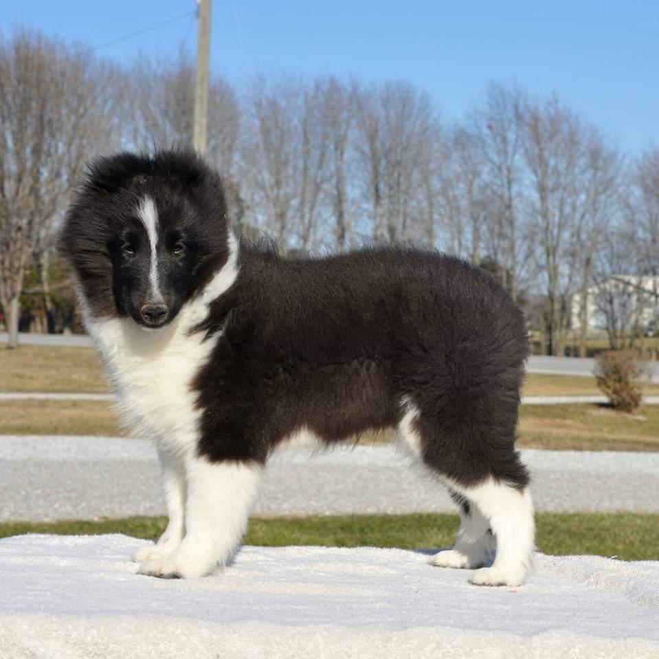 Noel's Shelties in Indiana | Shetland Sheepdog puppies | Good Dog