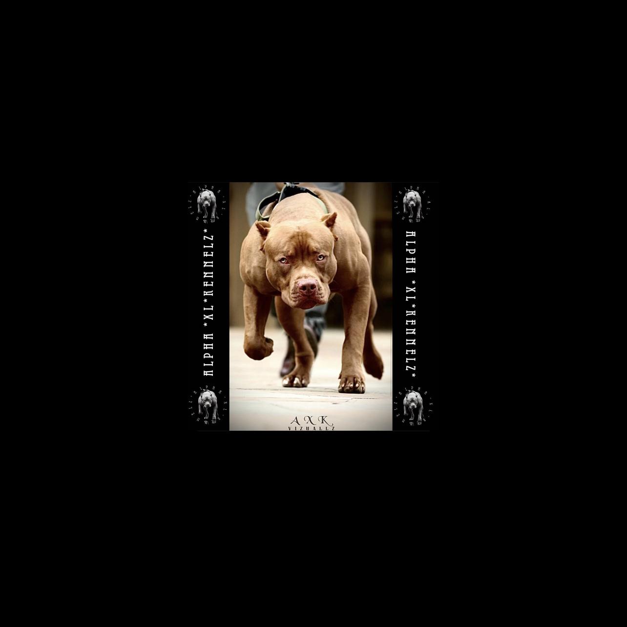 Alpha Xl Kennelz in Kentucky | American Pit Bull Terrier puppies | Good Dog