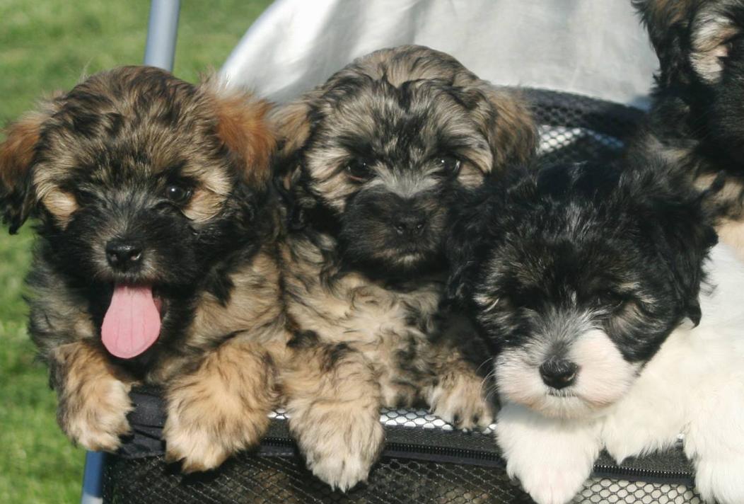 Sylvan Myst Lowchen in Pennsylvania | Lowchen puppies | Good Dog