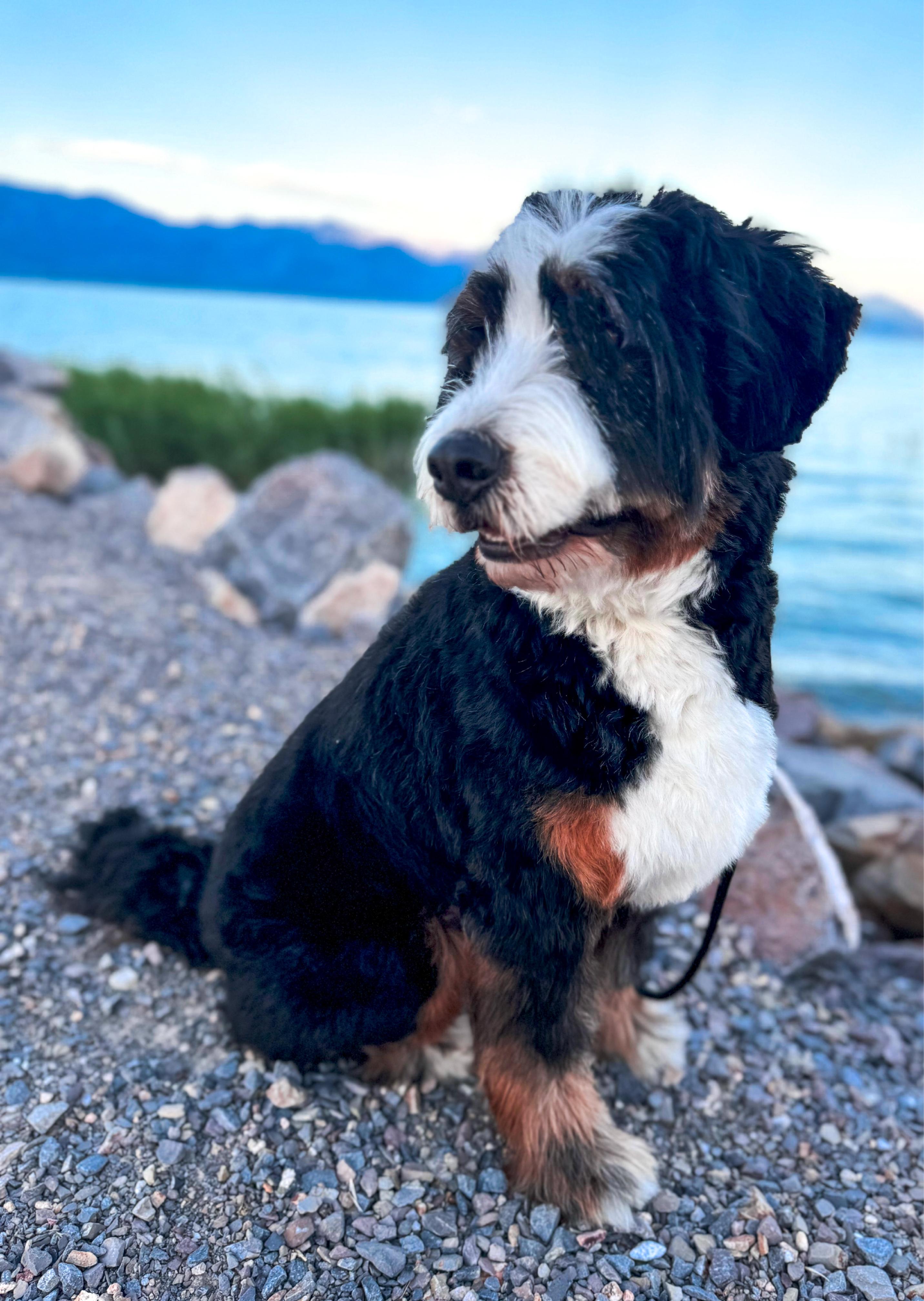 Dapper Doodle Pups in Utah | Bernedoodle, Goldendoodle, Poodle or Sheepadoodle puppies | Good Dog