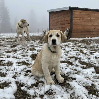 Waterloo Ranch in Washington | Anatolian Shepherd Dog puppies | Good Dog