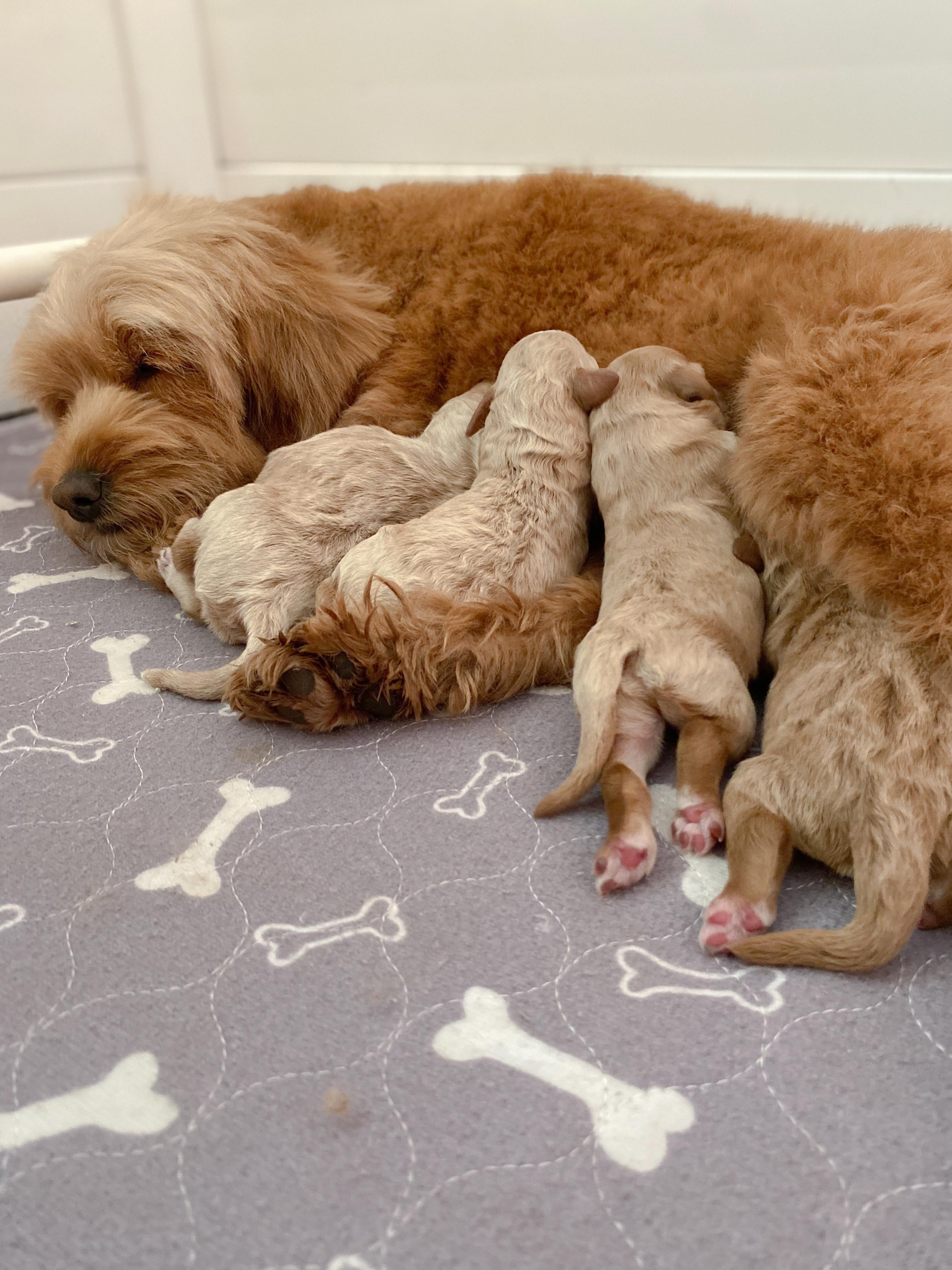 J&J Doodles in Indiana | Goldendoodle puppies | Good Dog