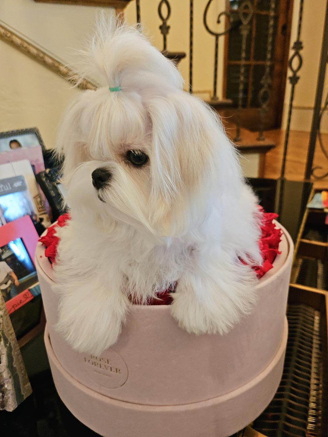 Maltese & poodle Lovers in Texas | Maltese and Poodle puppies | Good Dog