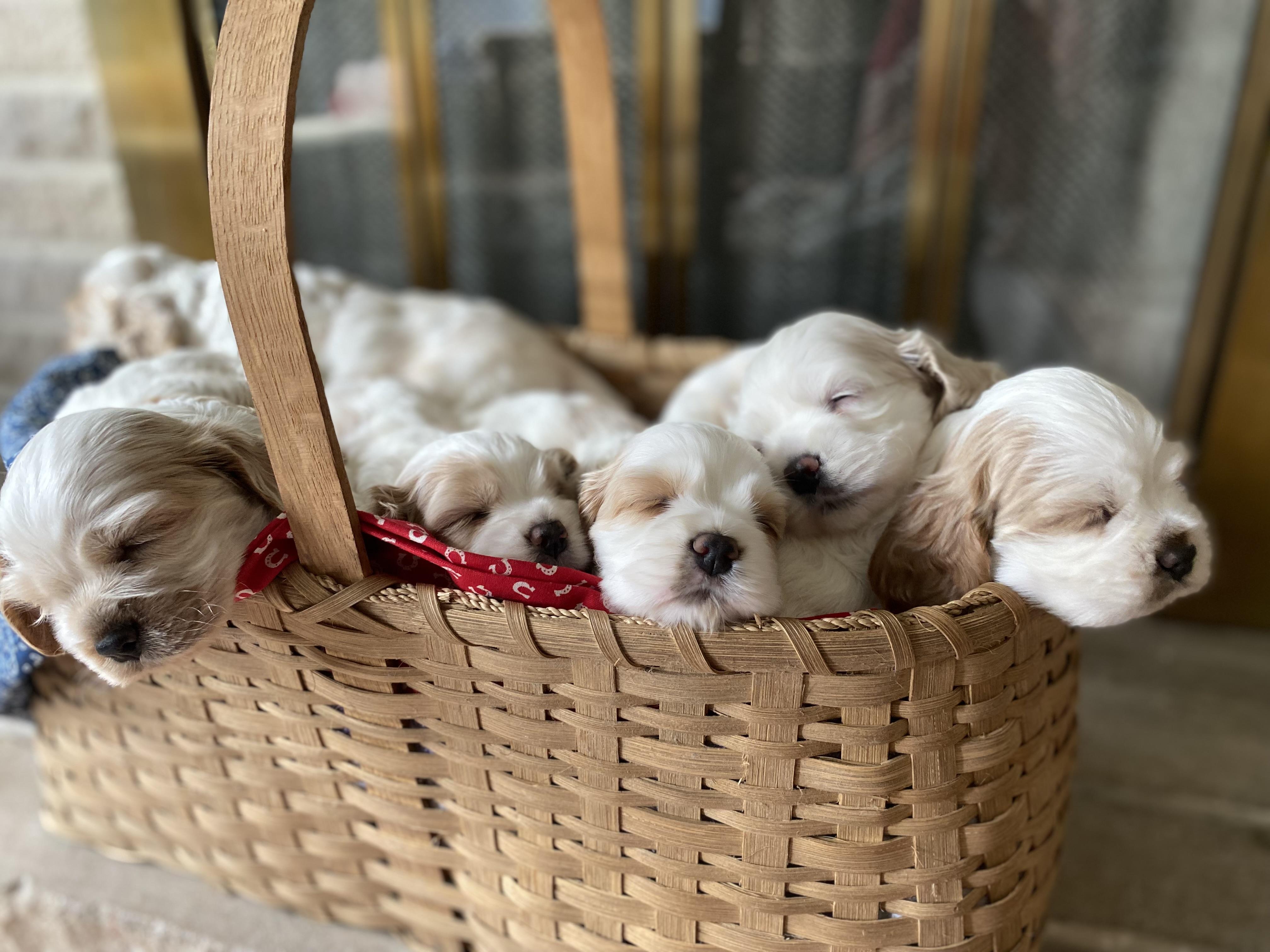 Sweet Peach Cocker Spaniels in Ohio | Cocker Spaniel puppies | Good Dog