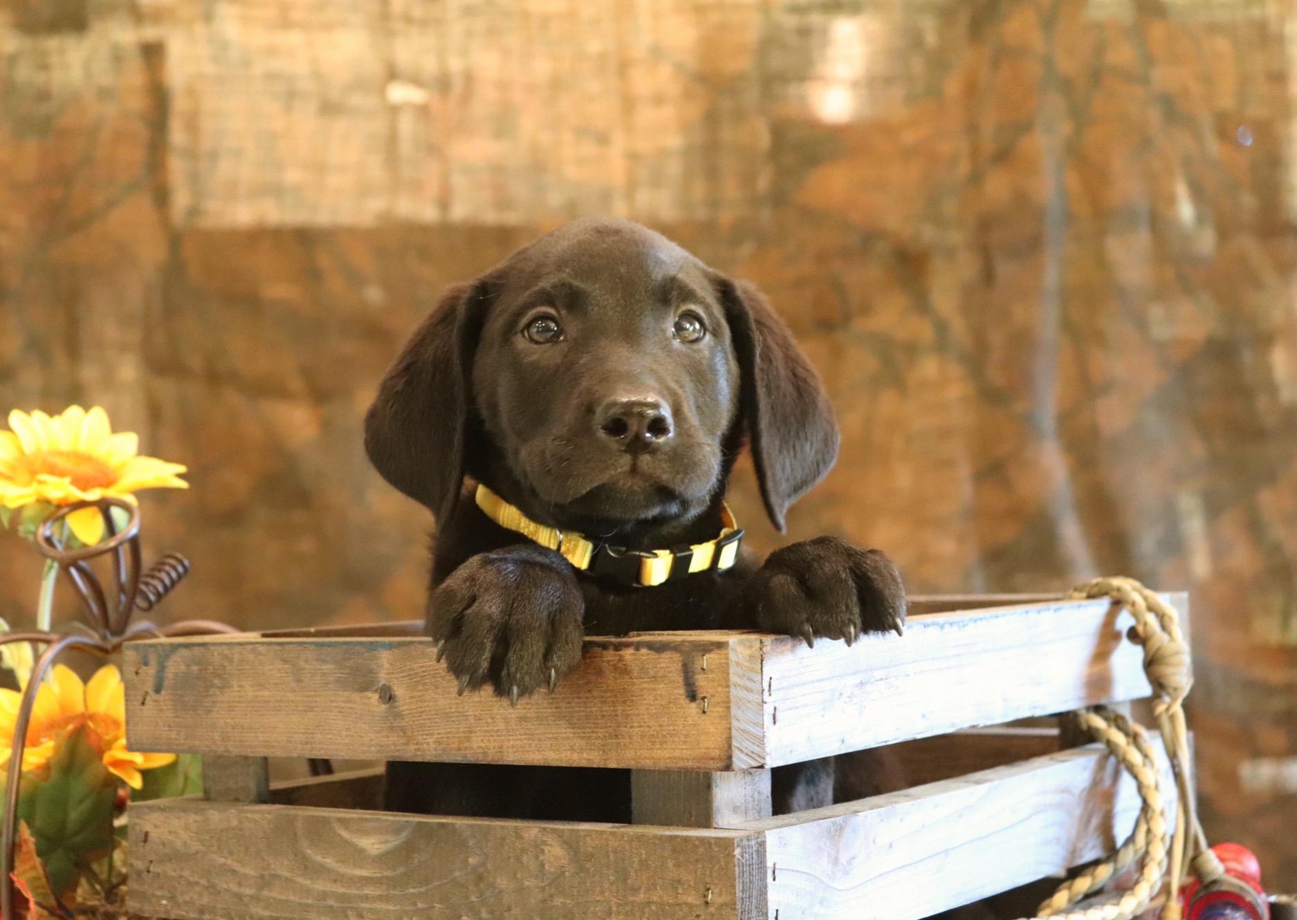 Middle Ridge Retrievers in Arkansas | Labrador Retriever puppies | Good Dog