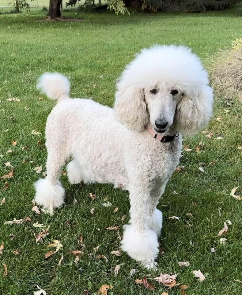Wychygreene Farm in Oregon | Poodle puppies | Good Dog