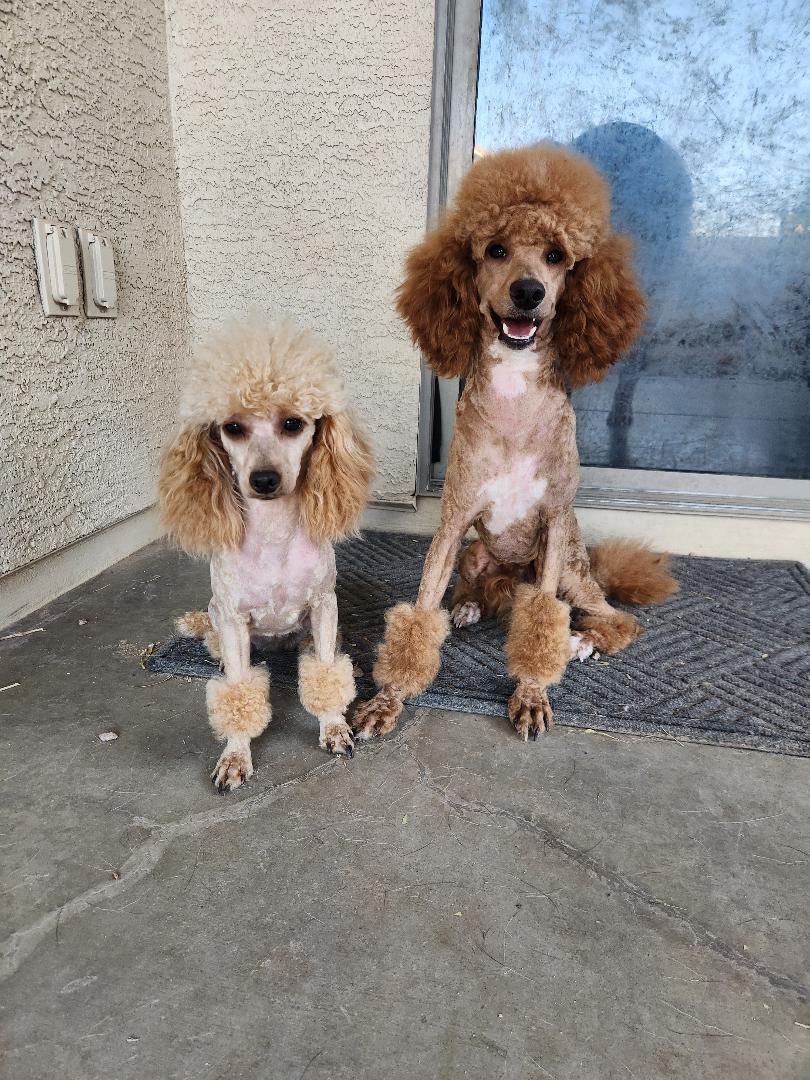 Desert Storm Poodles in Arizona | Poodle puppies | Good Dog