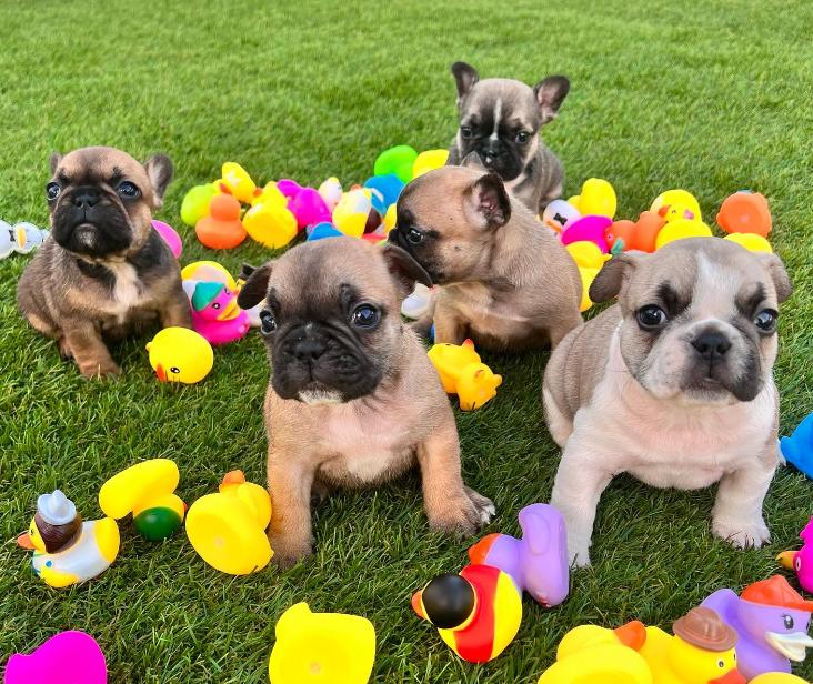 Standard Frenchies in Georgia | French Bulldog puppies | Good Dog