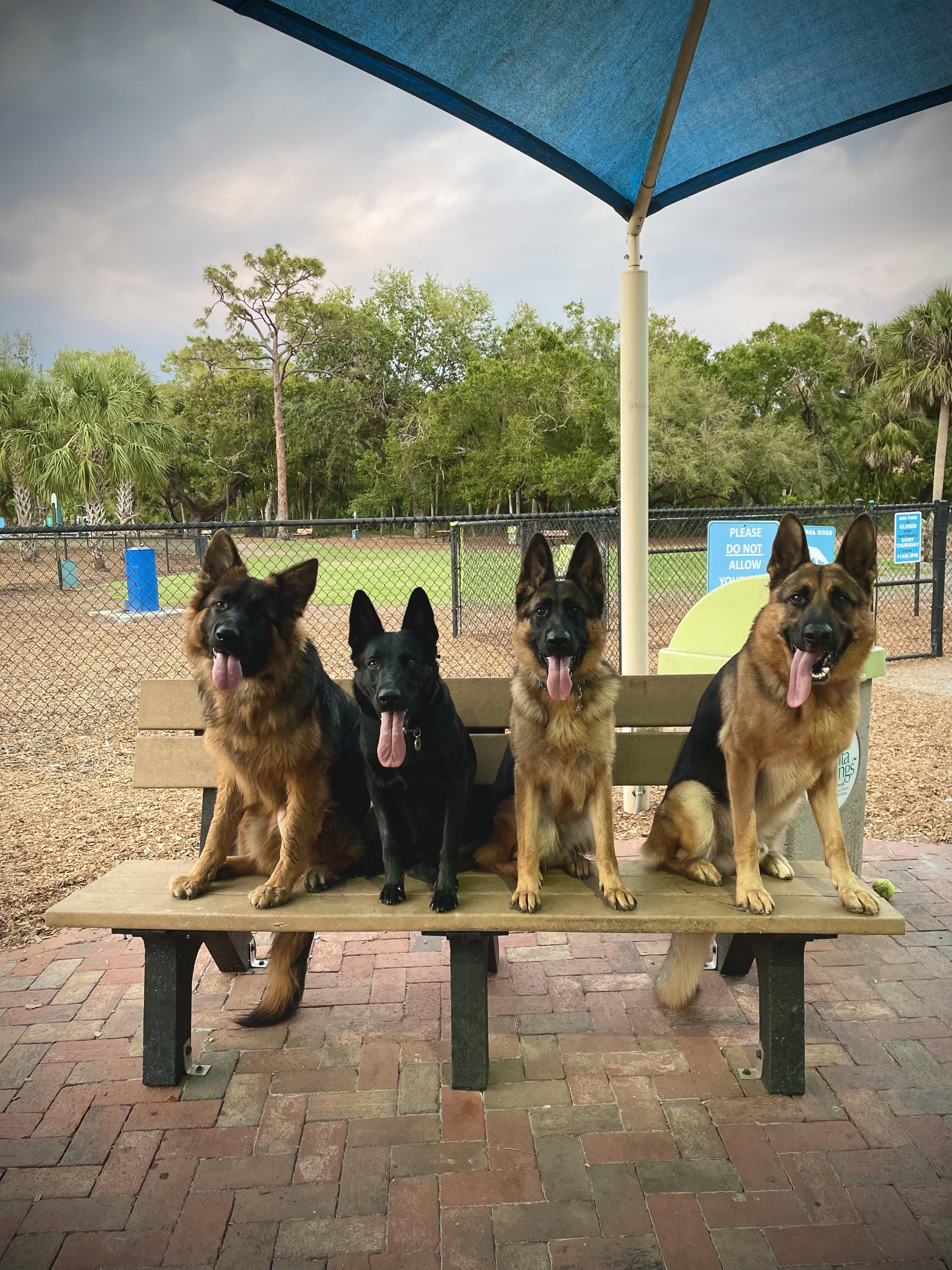 The Good Shepherds in Florida | German Shepherd puppies | Good Dog