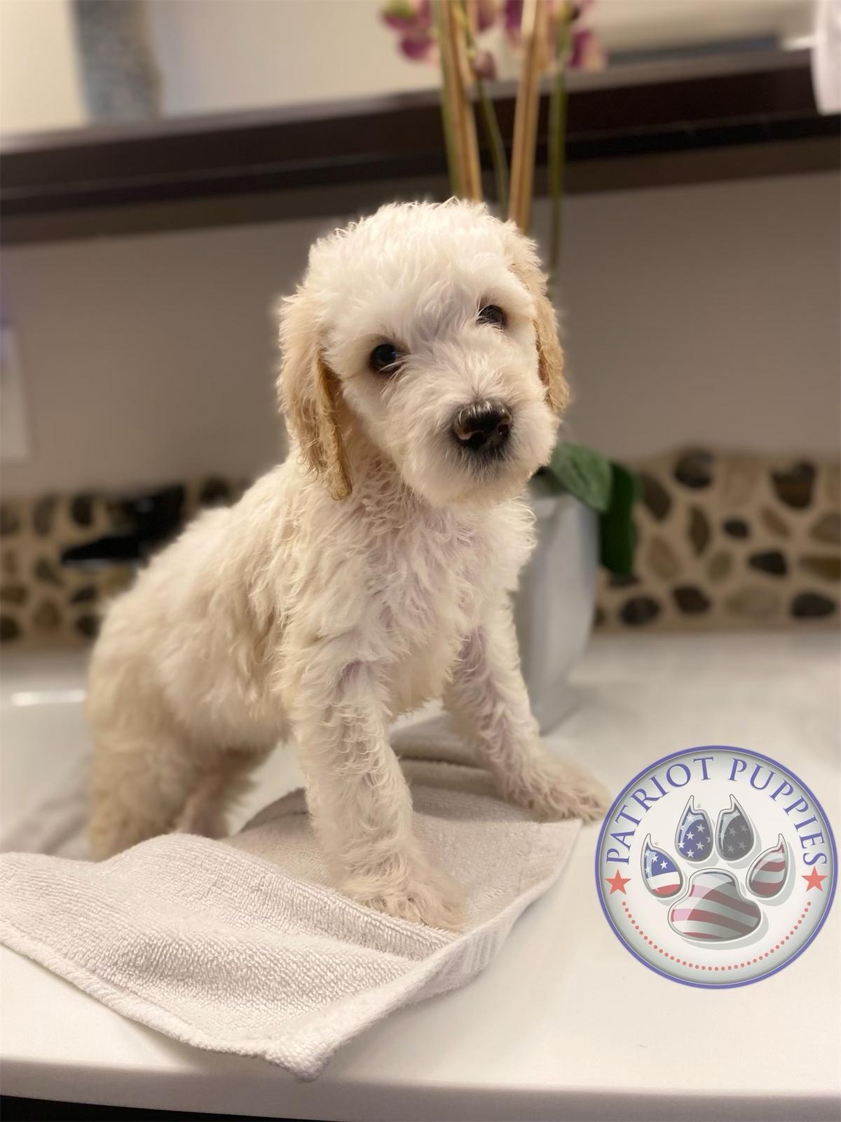 Patriot Puppies in North Carolina | Goldendoodle puppies | Good Dog