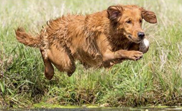 Gallo Gold Retrievers in Texas | Golden Retriever puppies | Good Dog