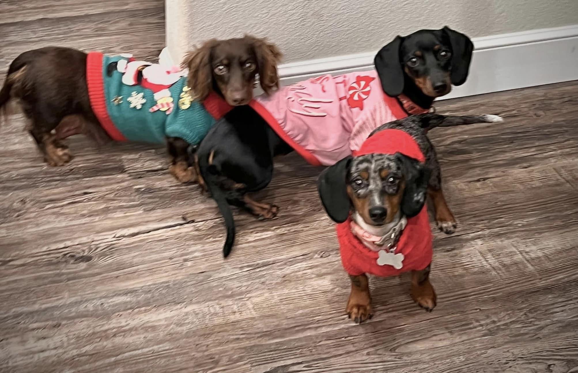 Camo Dachshunds in Texas | Dachshund puppies | Good Dog