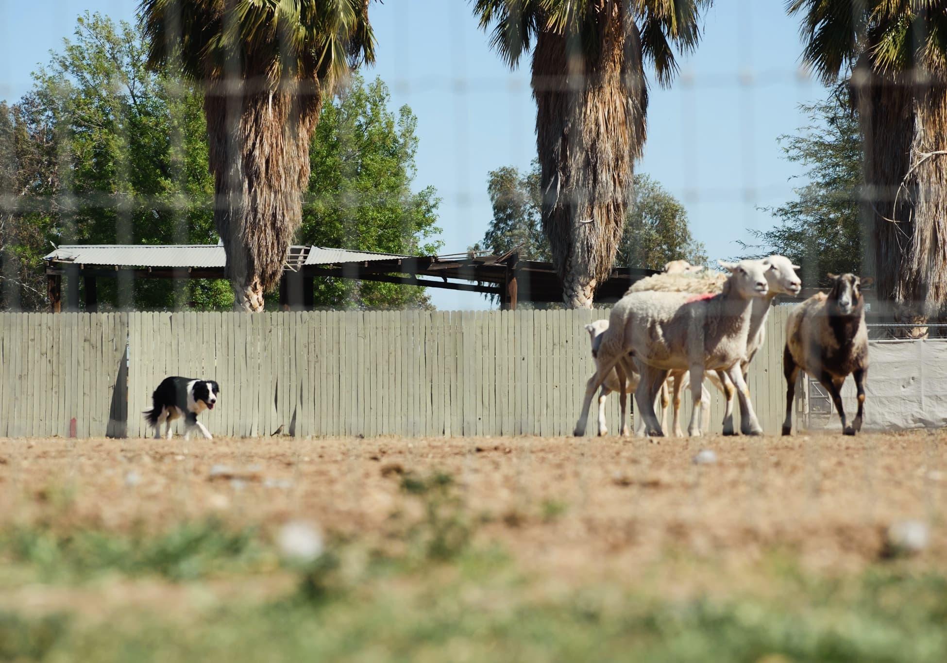 Fásach Border Collies in Arizona | Border Collie puppies | Good Dog