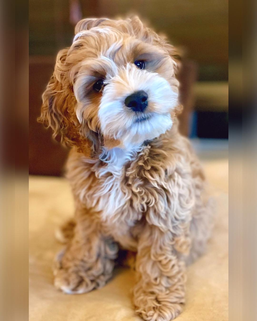 Lulu's Cockapoos in Ohio | Cockapoo puppies | Good Dog