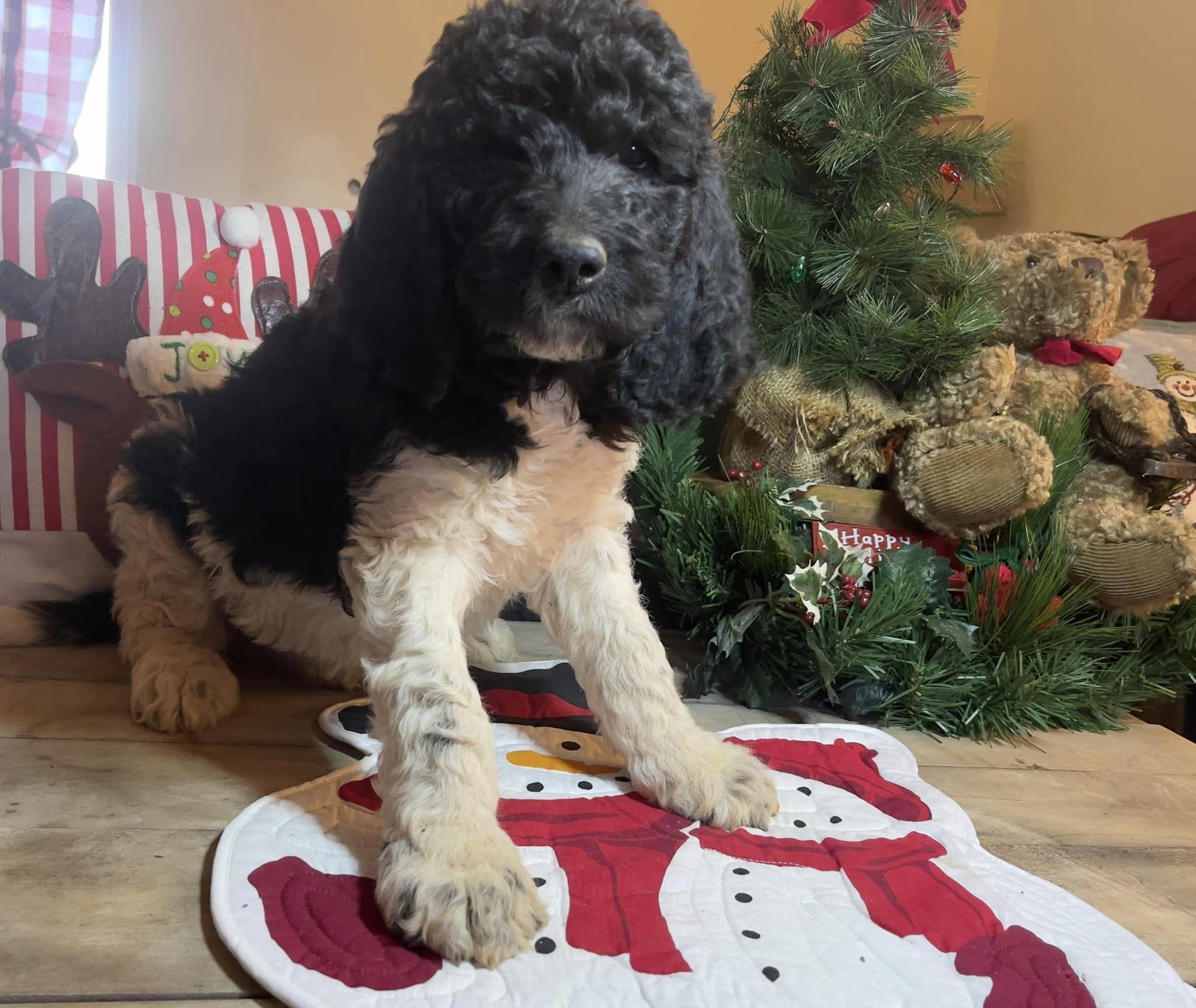 Sassy Poodles and Doodles in Oklahoma | Poodle puppies | Good Dog
