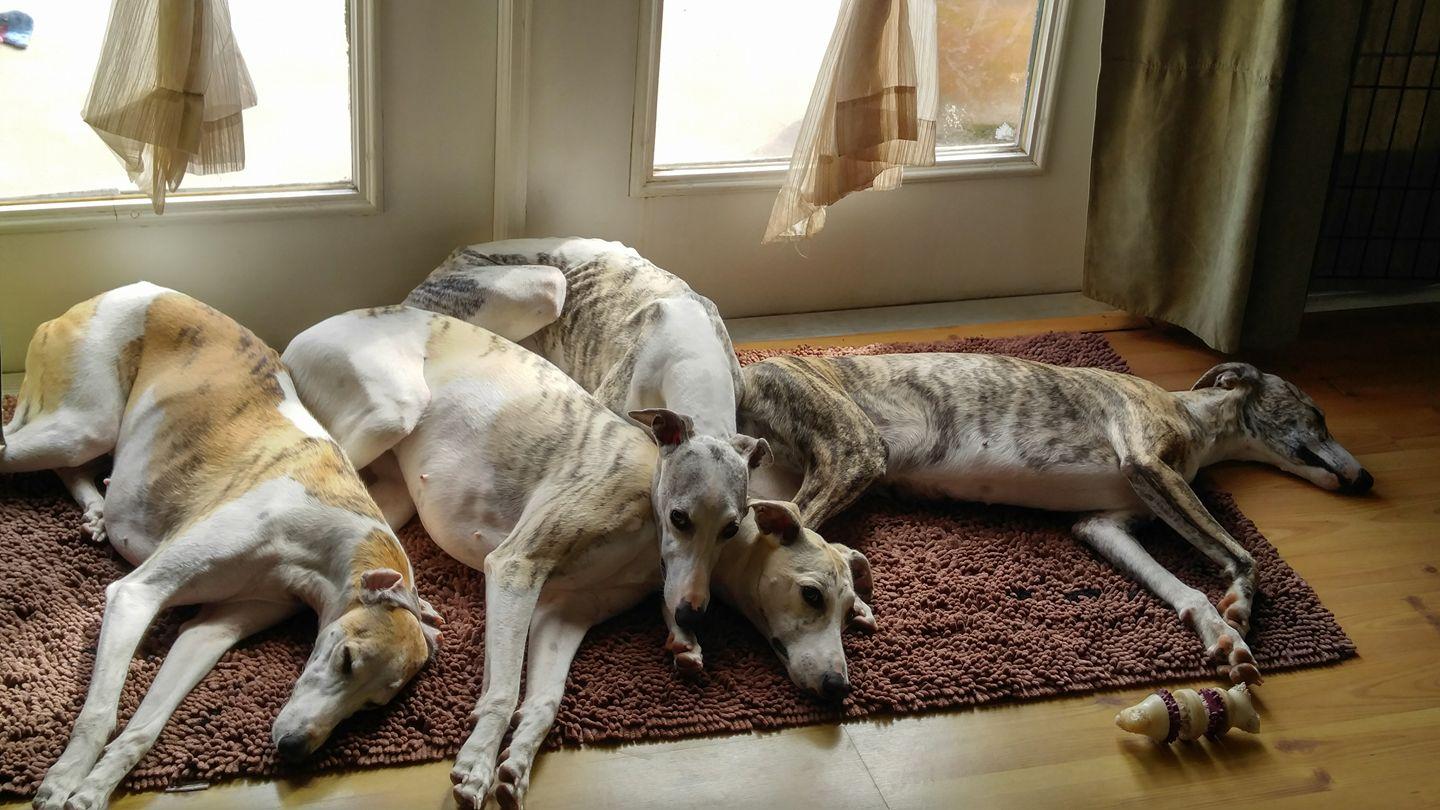 Meraki's Whippets & Italian Greyhounds in Florida | Italian Greyhound ...